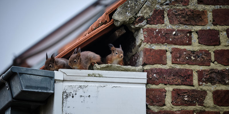 Wildlife Prevention: 3 Tips for Keeping Critters Out of Your Home ...