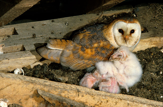 Wildlife in Attics: Signs To Watch For | Wild Science Solutions