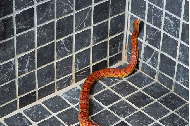 Regain Peace of Mind in Your Home with Snake Removal | Wild Science ...