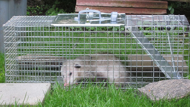 Why Critter Trapping Should be Humane | Wild Science Solutions