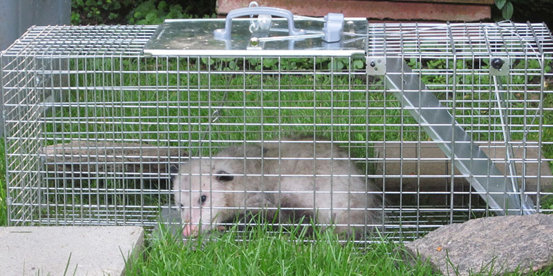 Why Critter Trapping Should be Humane | Wild Science Solutions
