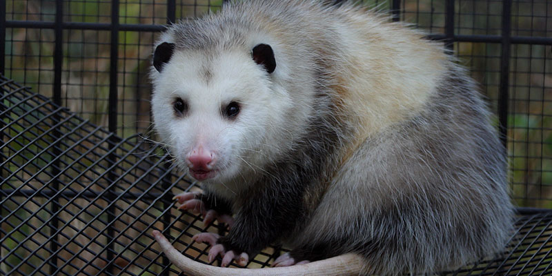 Baiting for Critter Trapping | Wild Science Solutions