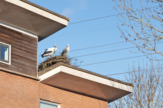 The Legal Side of Bird Removal: What You Need to Know | Wild Science ...