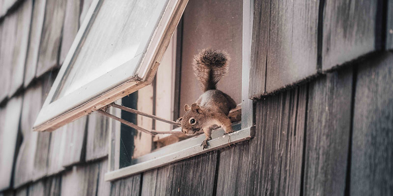 Squirrel Removal 101: What Homeowners Should Know | Wild Science Solutions