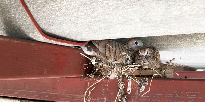 The Importance of Proper Bird Removal Techniques | Wild Science Solutions