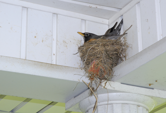Is That Chirping Coming from Inside Your Home? Bird Removal Services ...